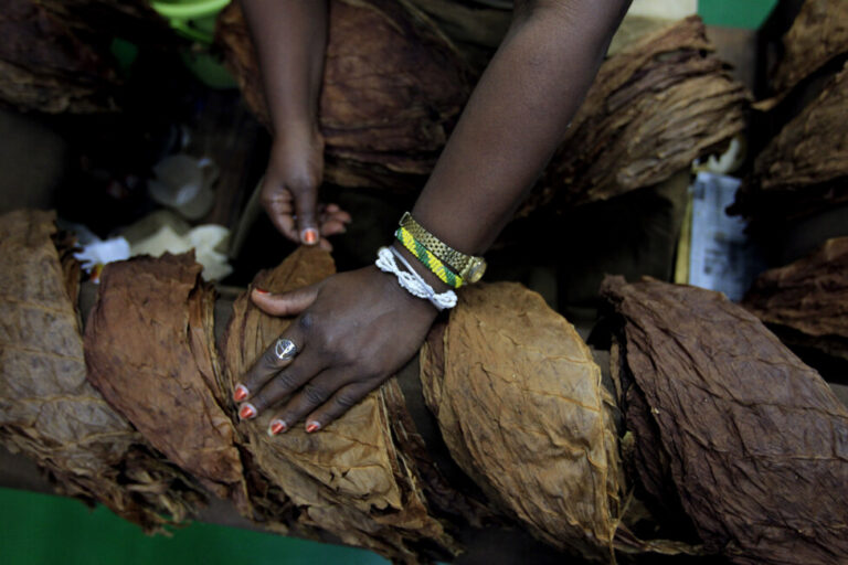 Producción de tabaco en Cuba sufre obstáculos, pese a mayores ventas ...